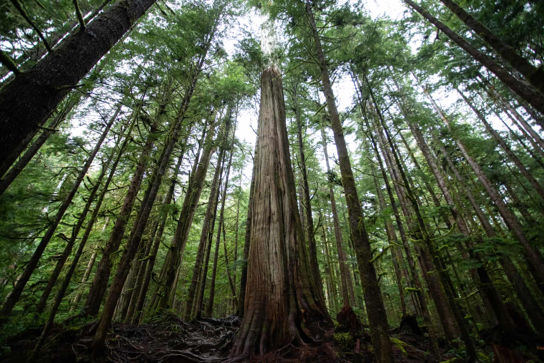 Giant-old-growth-trees-stand-in-protected-area-near-Fairy-Creek ...